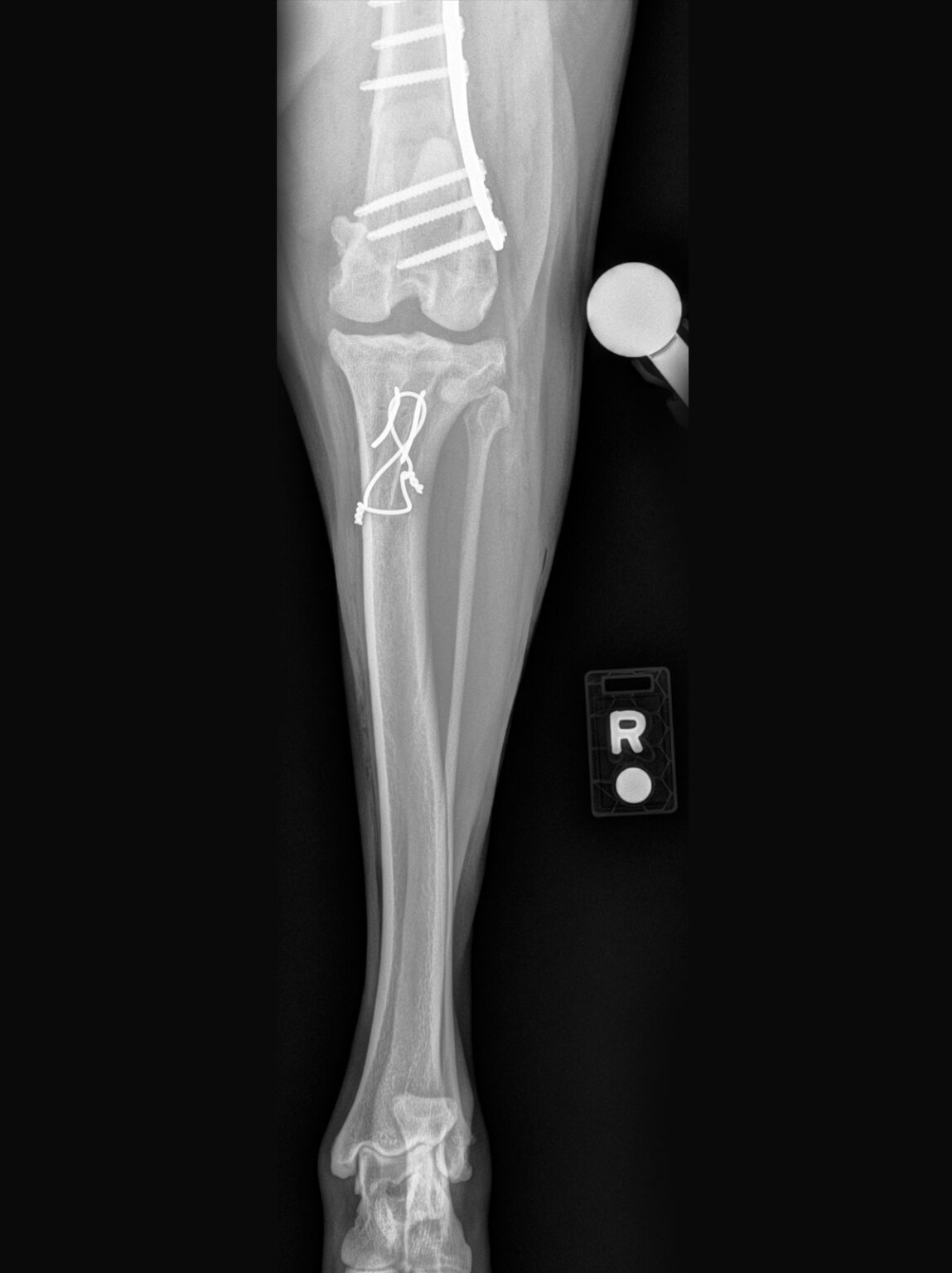 Dog Patella (Kneecap) Luxation - FUSION VETERINARY ORTHOPEDICS