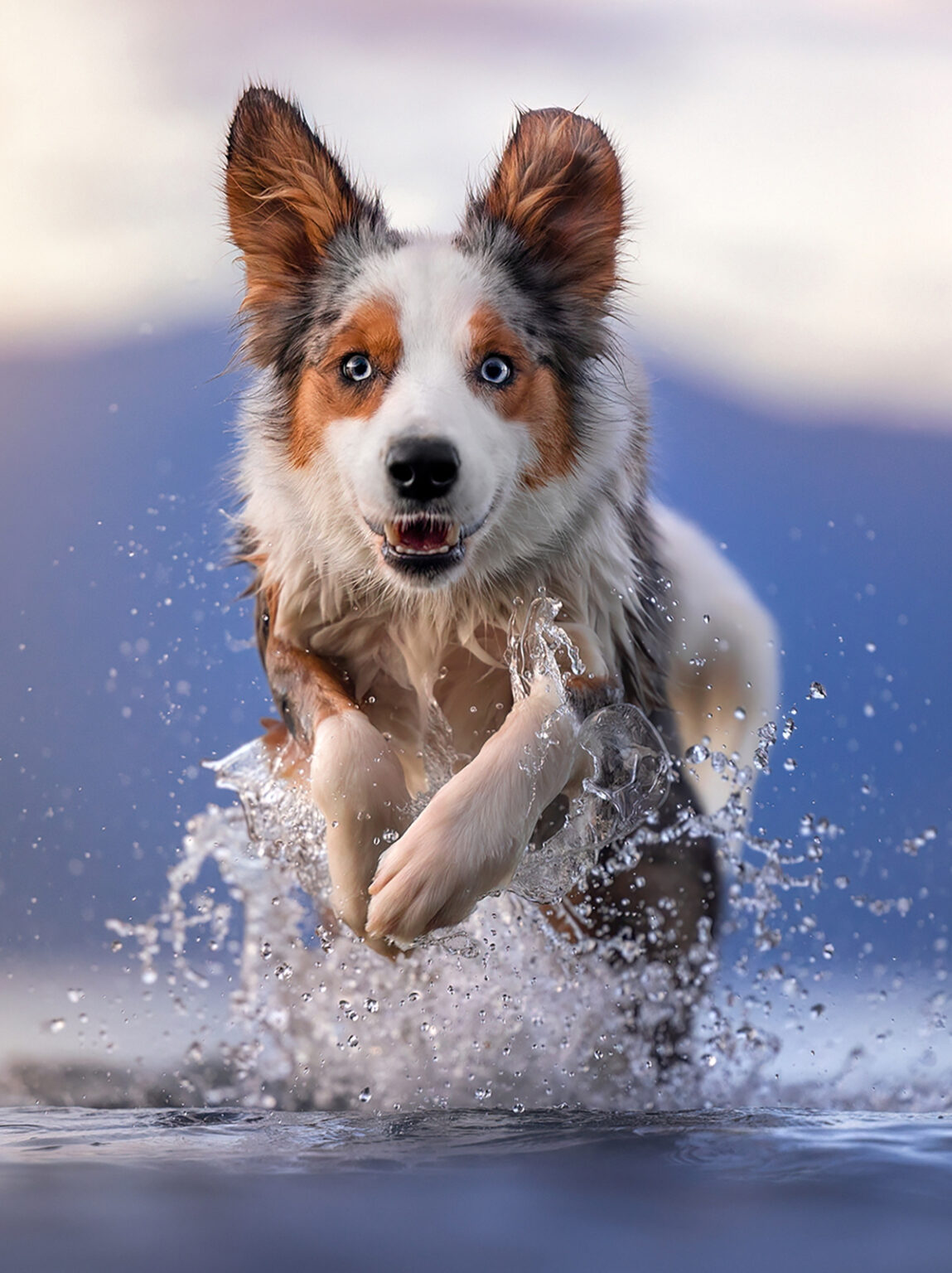 Dog Tendon Injury Treatment - FUSION VETERINARY ORTHOPEDICS