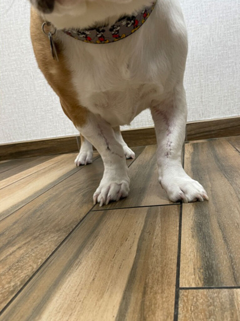 Angular Limb Deformities (ALDs) - FUSION VETERINARY ORTHOPEDICS