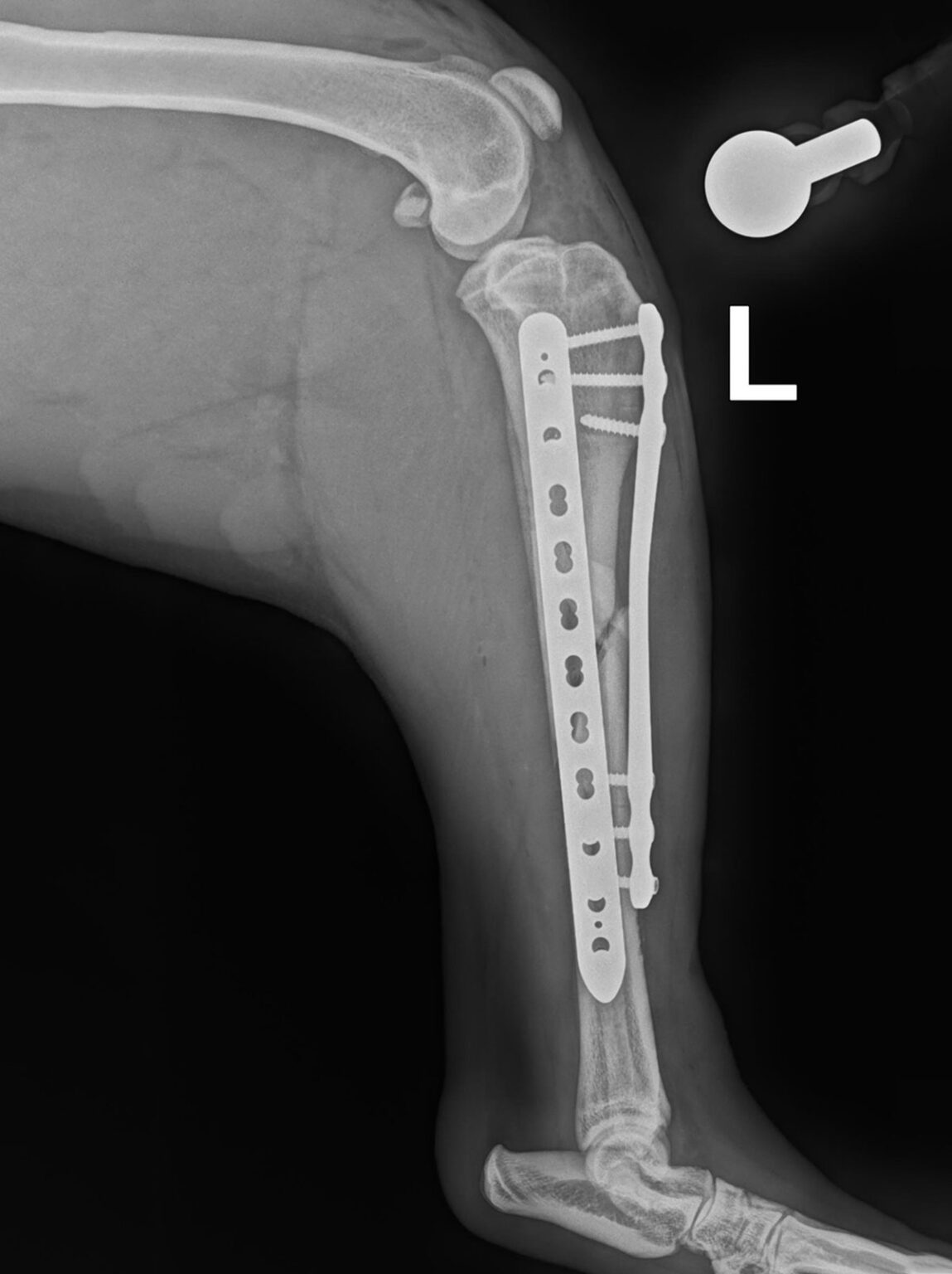 Dog Minimally Invasive & Open Fracture Repair - FUSION VETERINARY ...