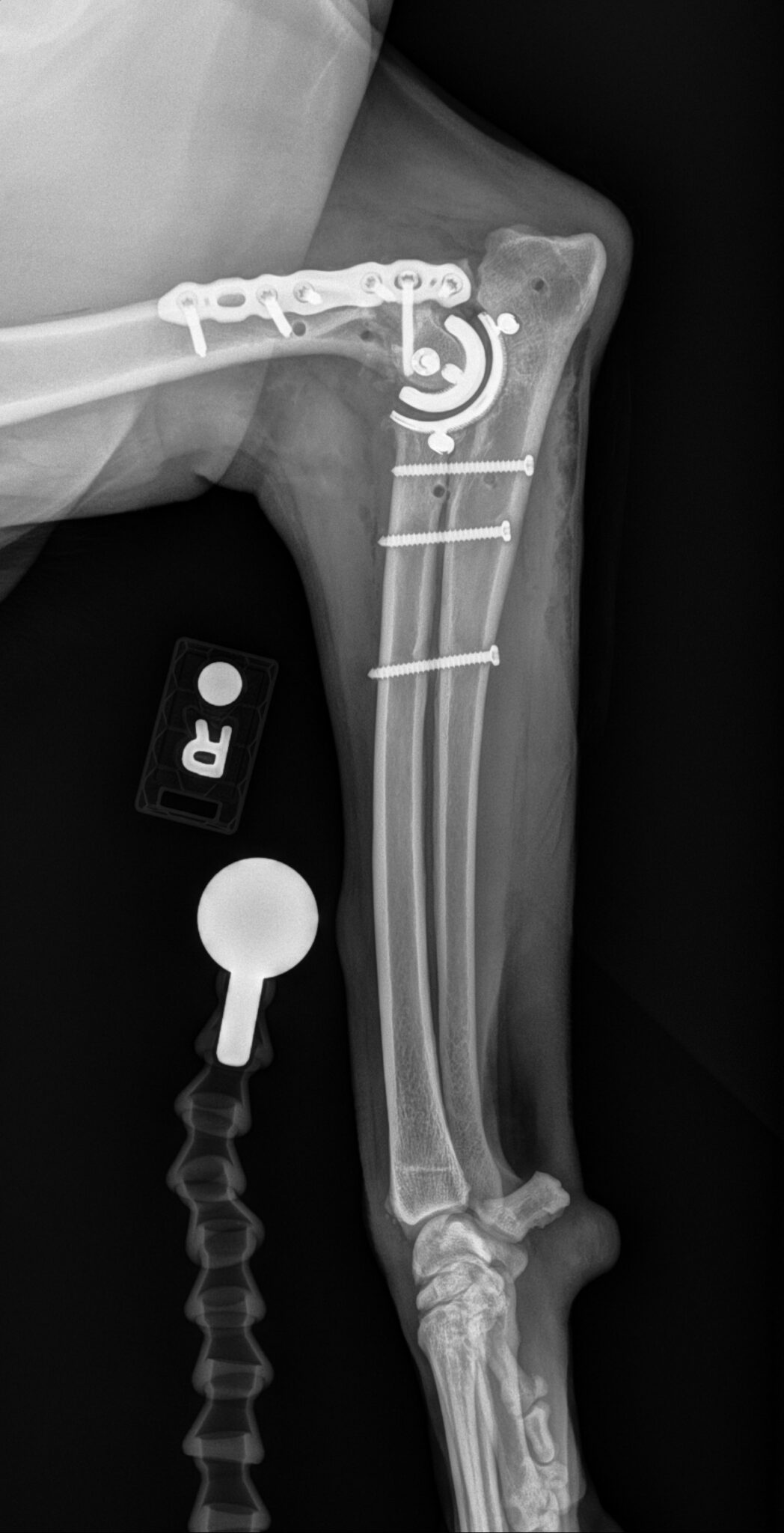 Dog Joint Replacement - FUSION VETERINARY ORTHOPEDICS