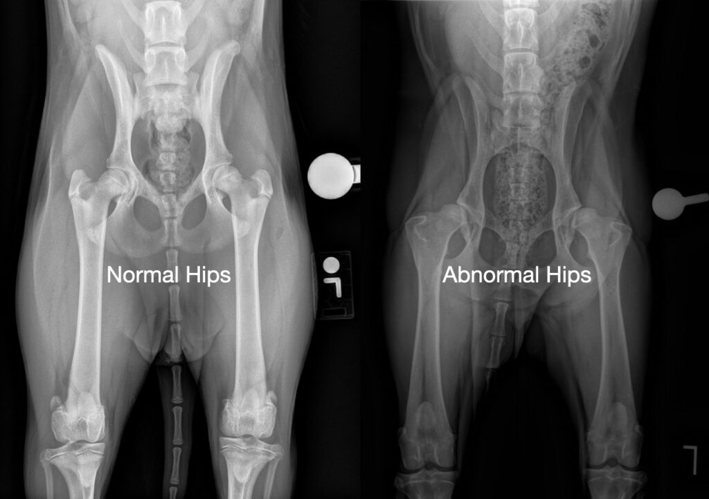 Dog Hip Dysplasia - FUSION VETERINARY ORTHOPEDICS