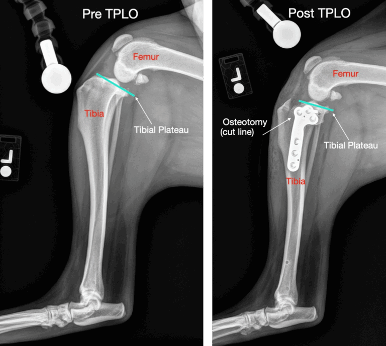 Cranial Cruciate Ligament (CCL) Disease - FUSION VETERINARY ORTHOPEDICS