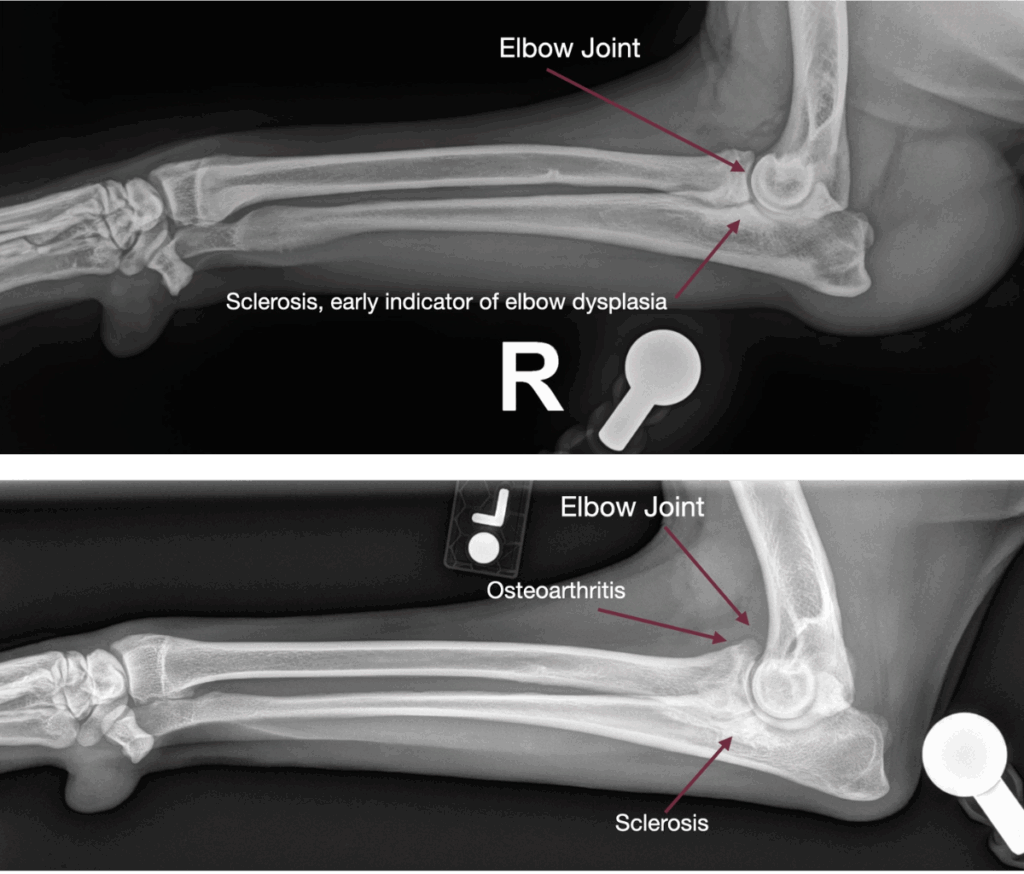 Elbow Dysplasia - FUSION VETERINARY ORTHOPEDICS